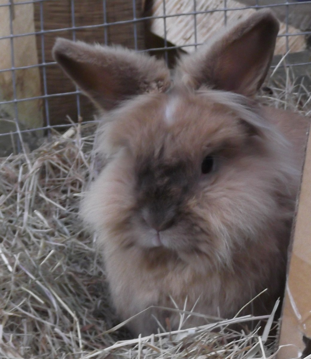 Know your place….human! – Cottage Capers