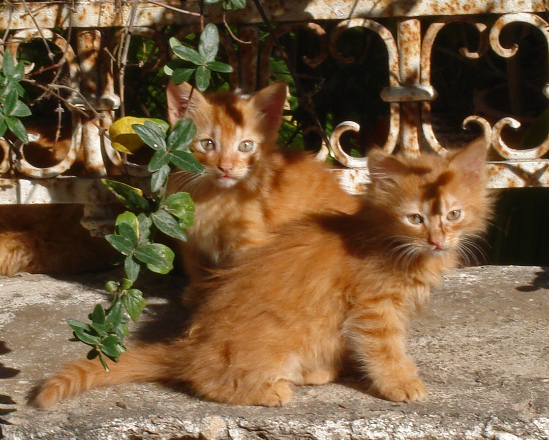 cat 5 – Cottage Capers