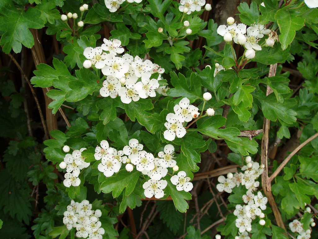 Merry month of May…. – Cottage Capers