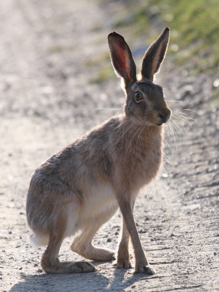 Mad March Hares…. – Cottage Capers